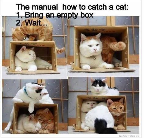 How to Catch a Cat Meme… – Nutsrok