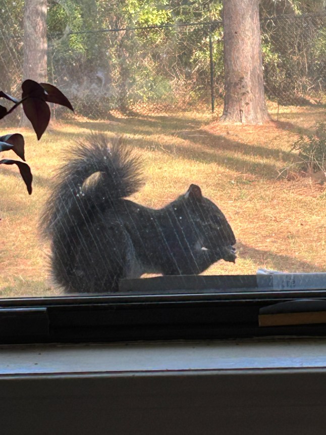 DIY Kitchen Window Squirrel Feeder: A Step-by-Step Guide – Nutsrok