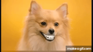 When My Dog Stole Dentures: A Funny Guest Story – Nutsrok